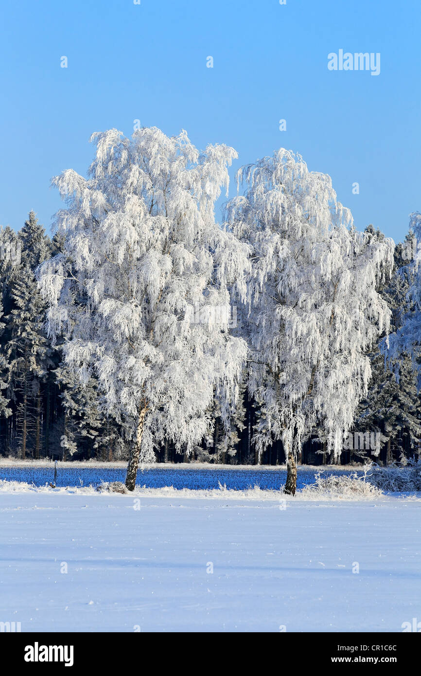 Birch trees snow hi-res stock photography and images - Alamy