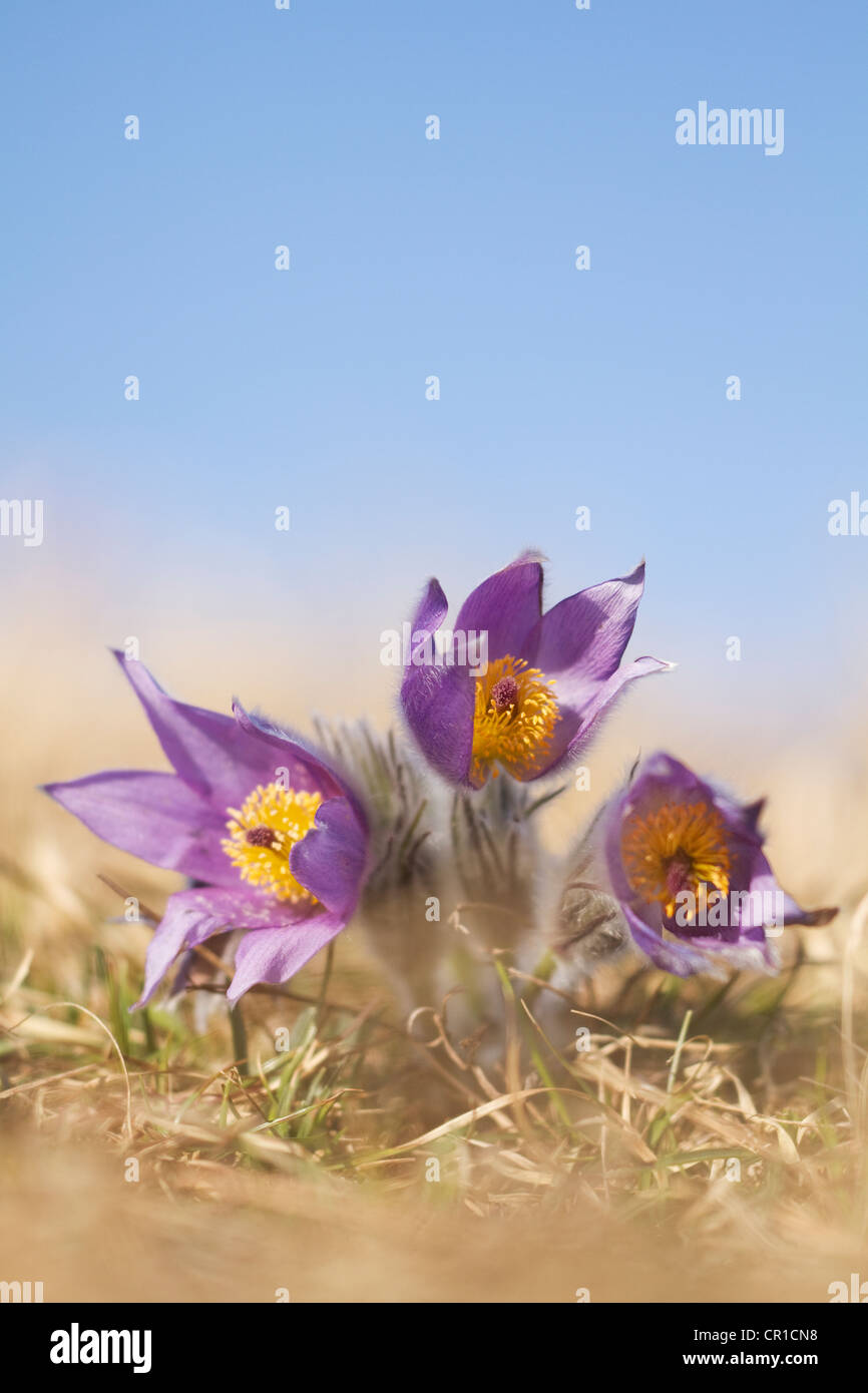 Pasque Flowers (Pulsatilla vulgaris Stock Photo - Alamy