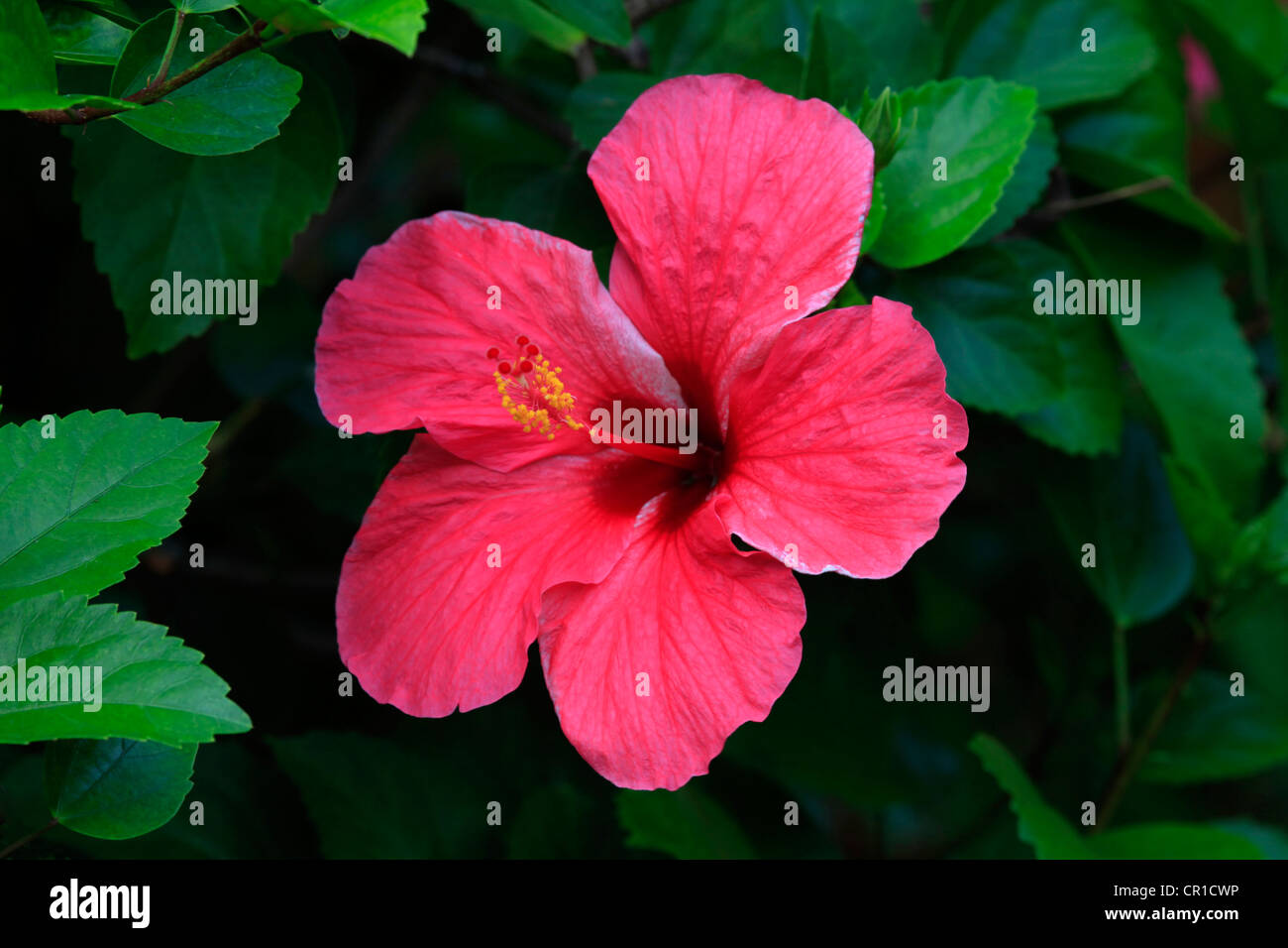 A set of beautiful tropical flower against a natural background Stock ...