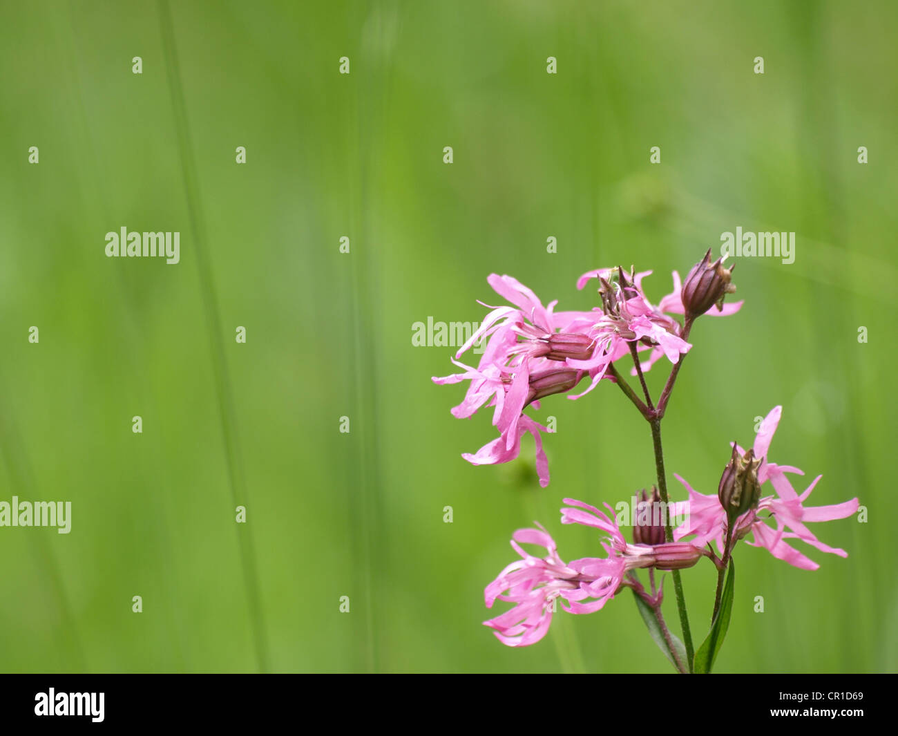 Ragged robin / Lychnis flos-cuculi / Kuckuckslichtnelken Stock Photo ...