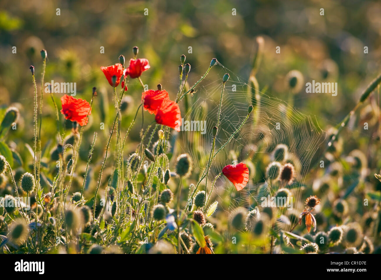 Corn poppies, red poppies (Papaver rhoeas) and a spider web, Tuscany ...