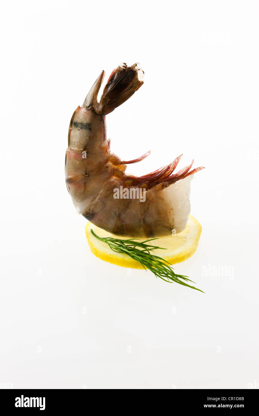 Raw Black Tiger Prawn (Penaeus monodon), headless shrimp with lemon and ...