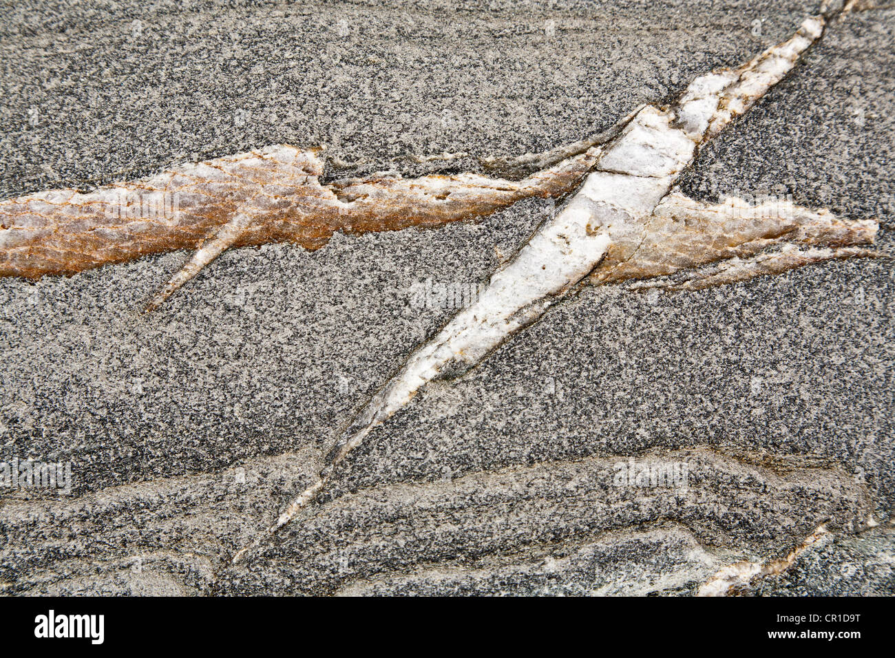 close up of coastal proterozoic rock deposits with quartz inclusions on ...