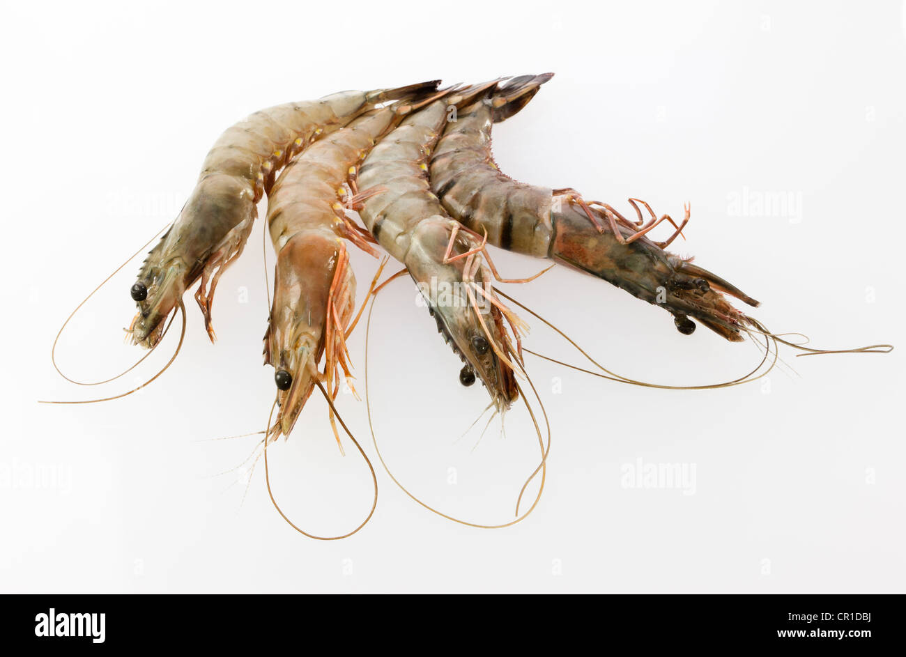 Raw Black Tiger Prawns (Penaeus monodon), shrimp ready for preparation ...