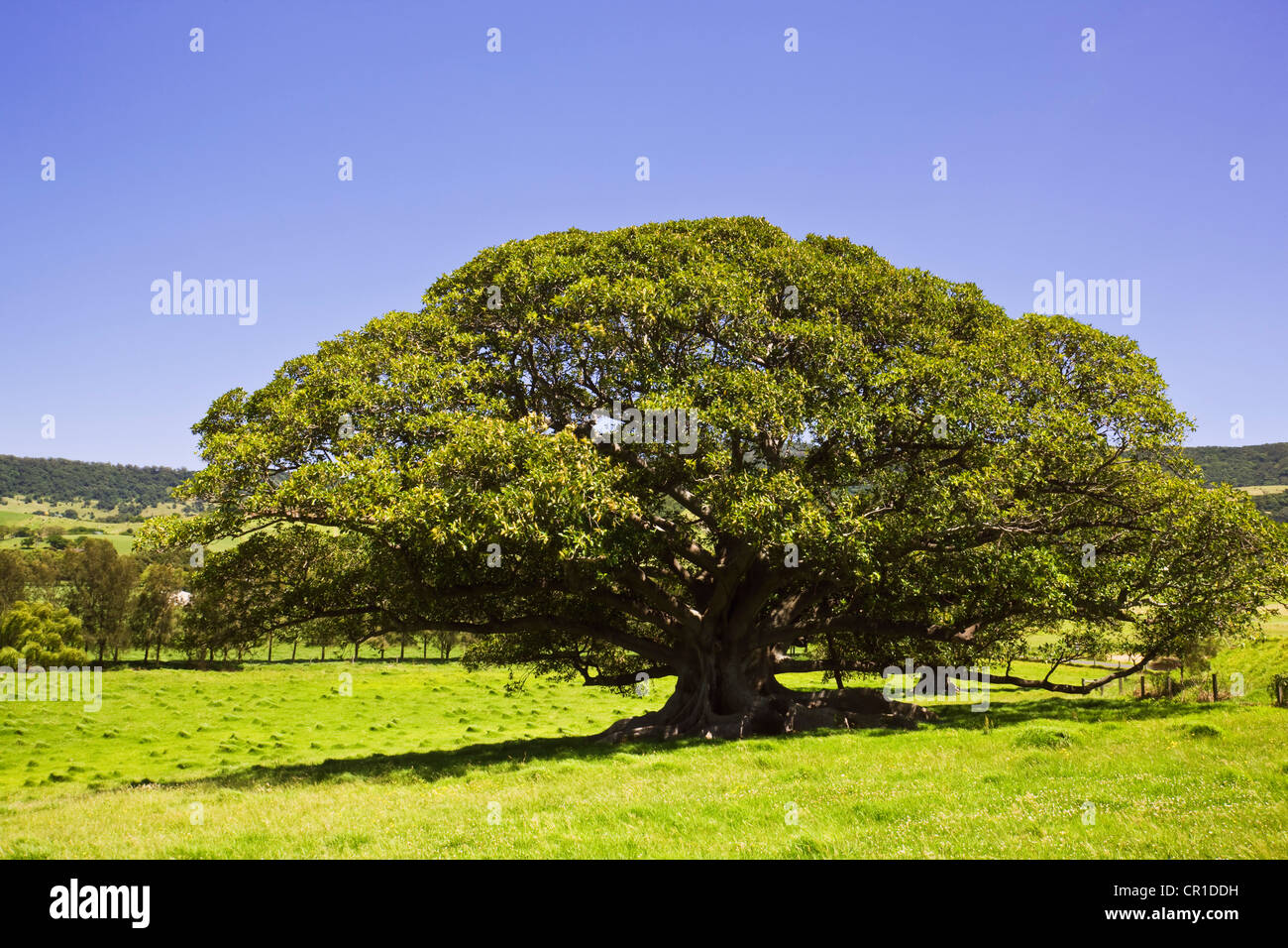 Australian figs hi-res stock photography and images - Alamy