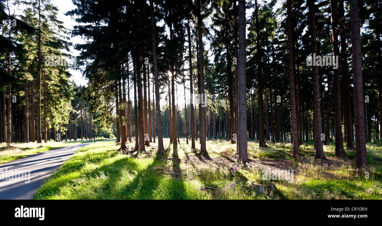 Forest with pine trees in backlight Stock Photo - Alamy