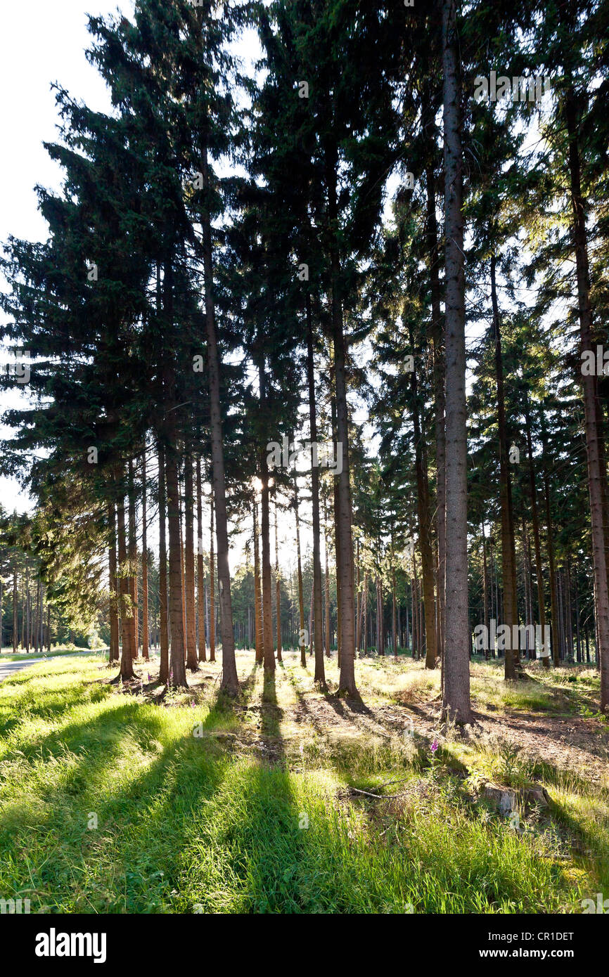Pine trees casting shadows hi-res stock photography and images - Alamy