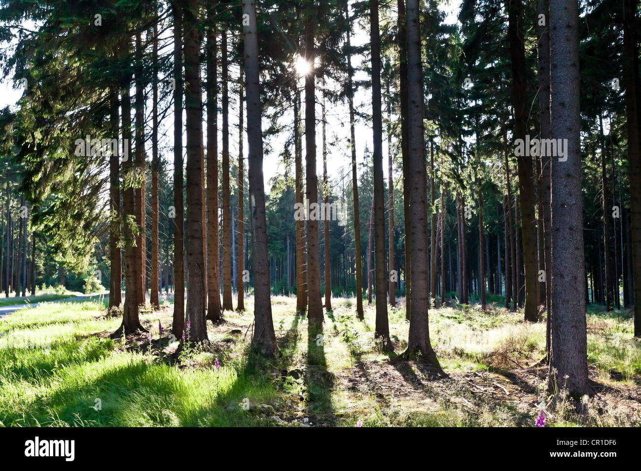 Pine trees casting shadows hi-res stock photography and images - Alamy