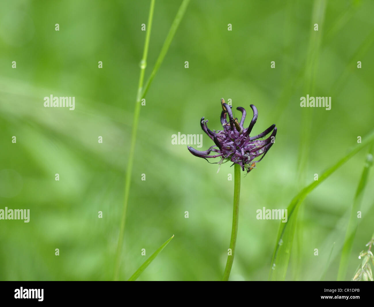 wildflower meadow with Roundheaded Rampion Round-headed Rampion ...
