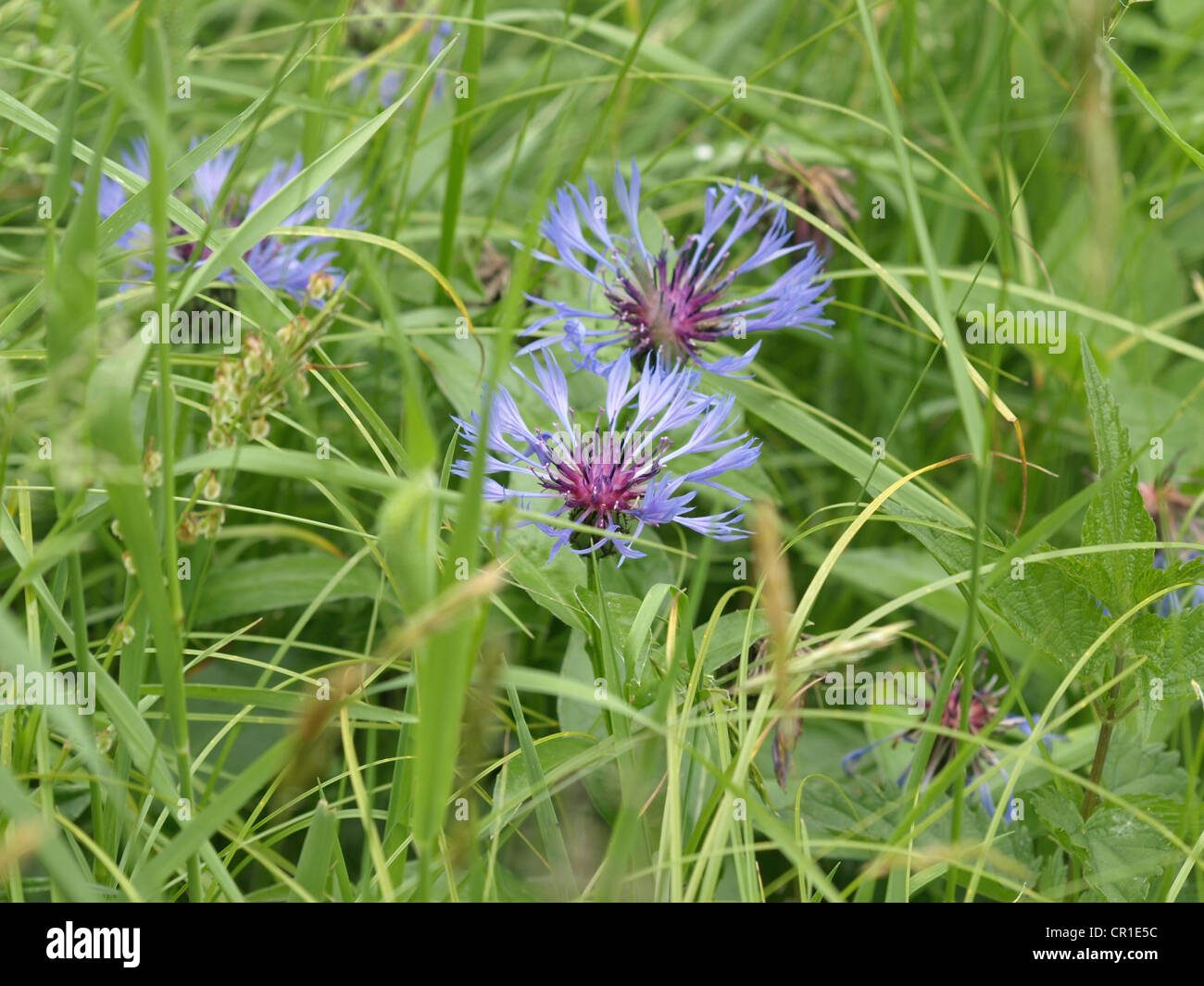 Perennial Cornflower / Mountain Cornflower / Centaurea montana ...