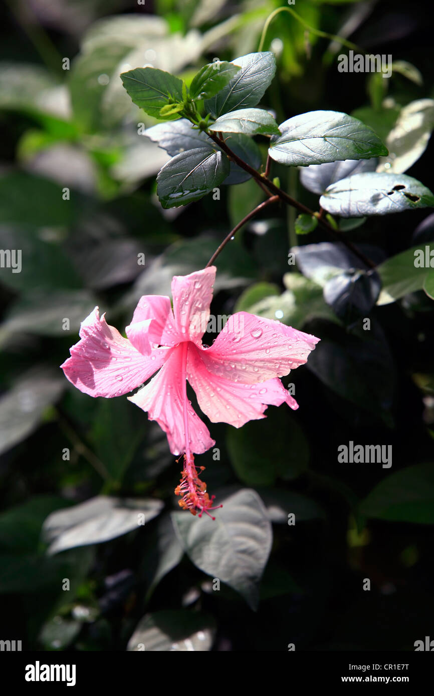 A set of beautiful Hibiscus flower against a natural background Stock ...