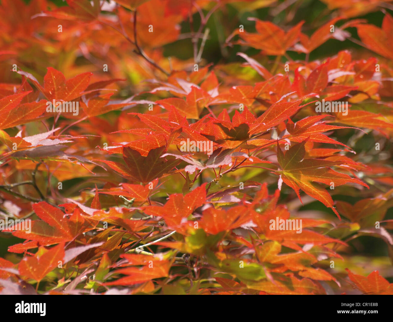 Downy Japanese maple / Acer japonicum / Japanischer Ahorn Stock Photo ...