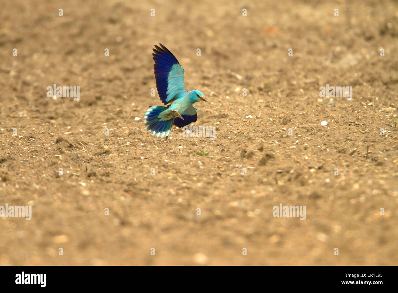 Rare bird hi-res stock photography and images - Alamy
