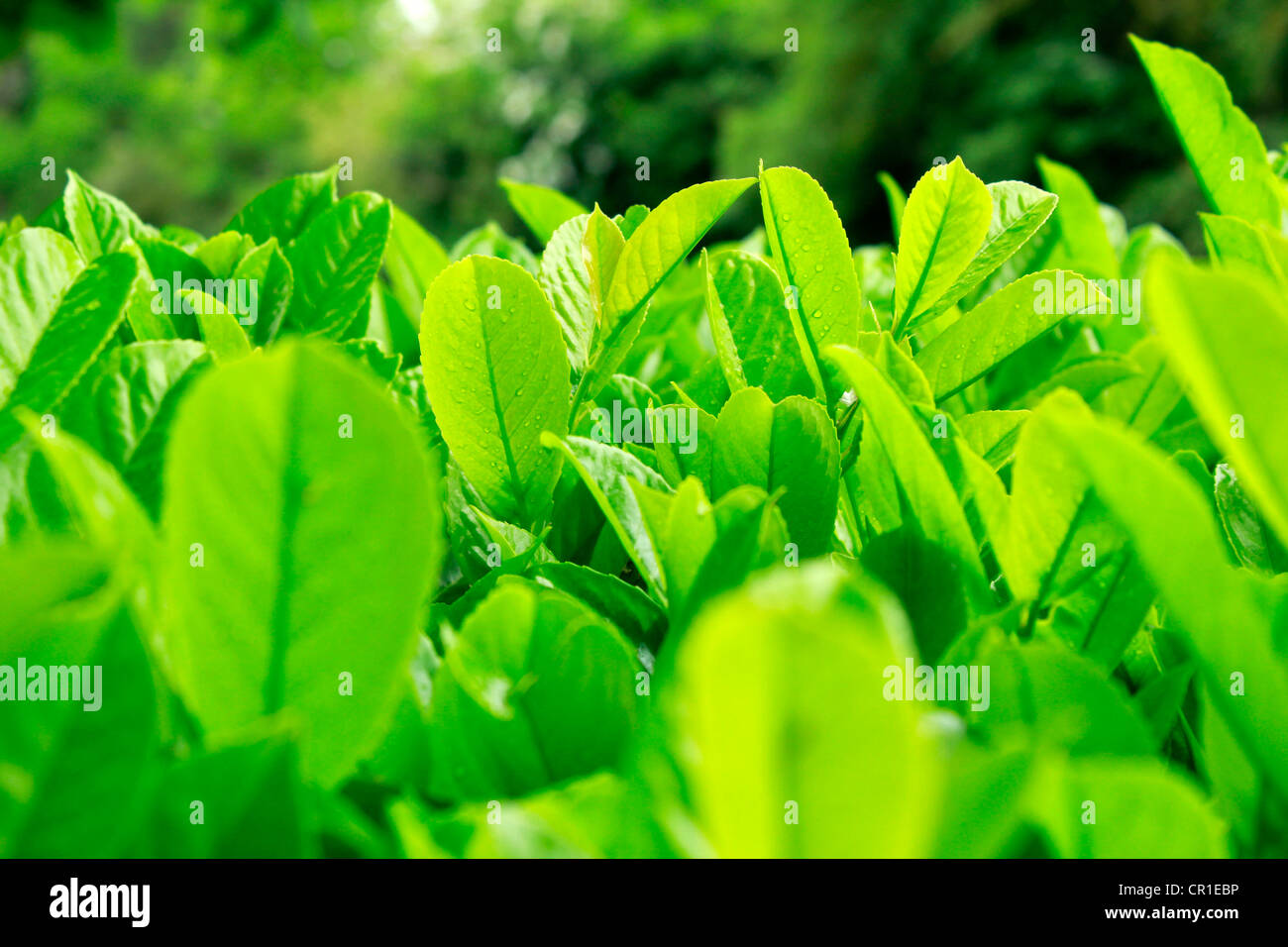 Bunch of tender leaves Stock Photo - Alamy