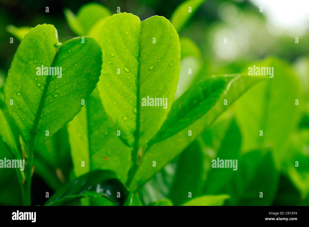Bunch of tender leaves Stock Photo - Alamy