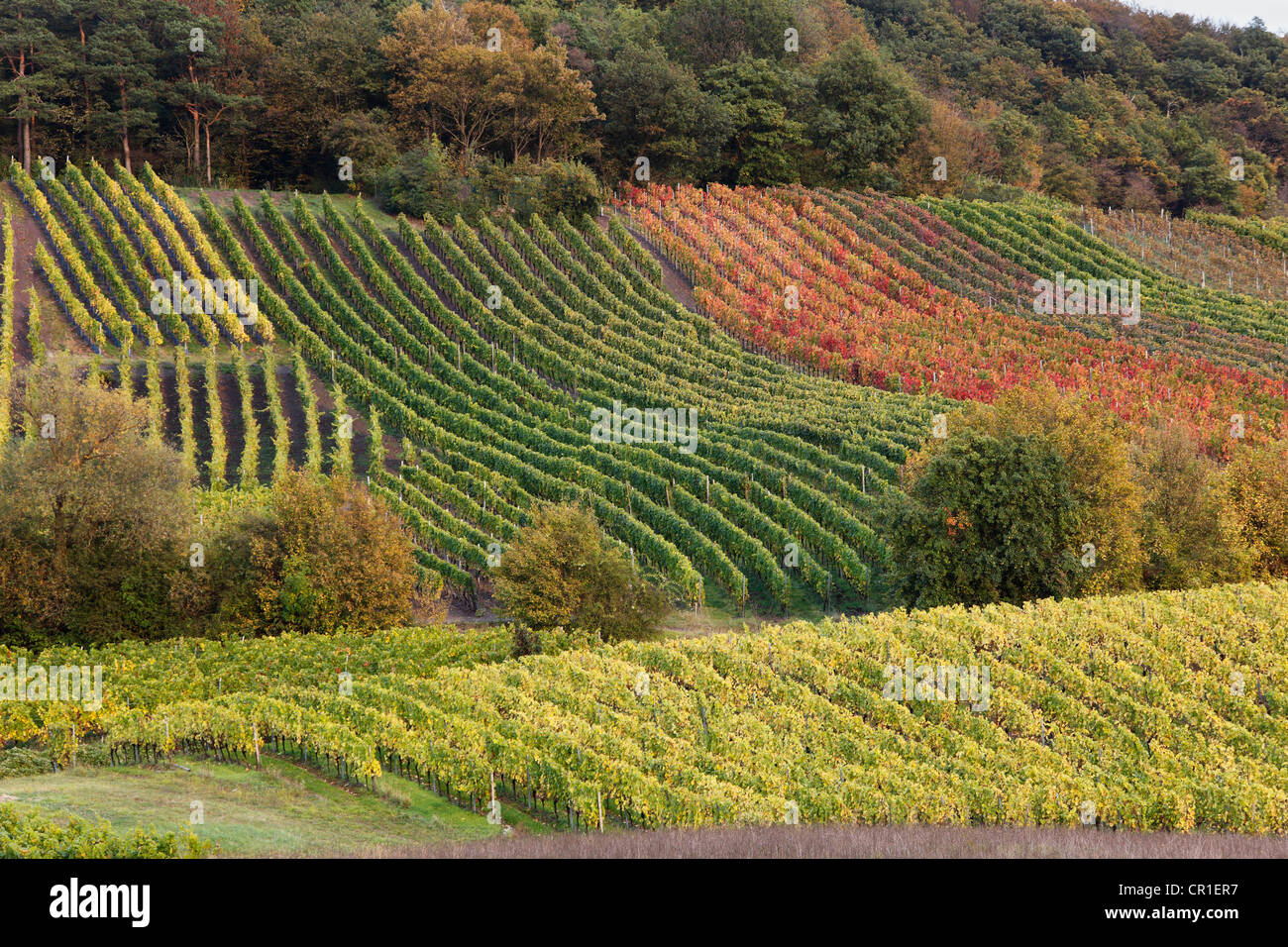 Falkenstein bavaria hi-res stock photography and images - Alamy