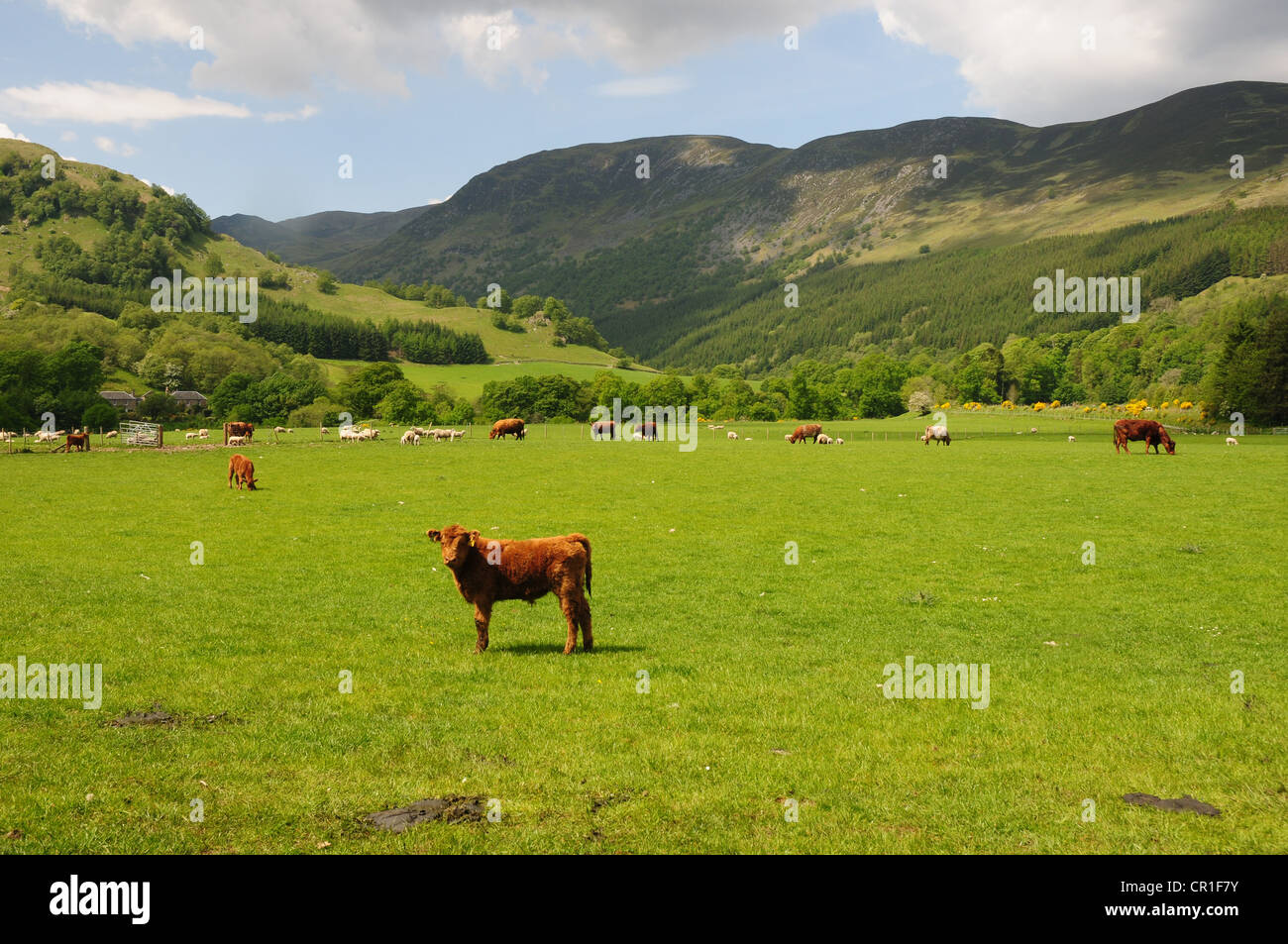 Luing Cattle in fields near the Perthshire village of Fortingall with ...