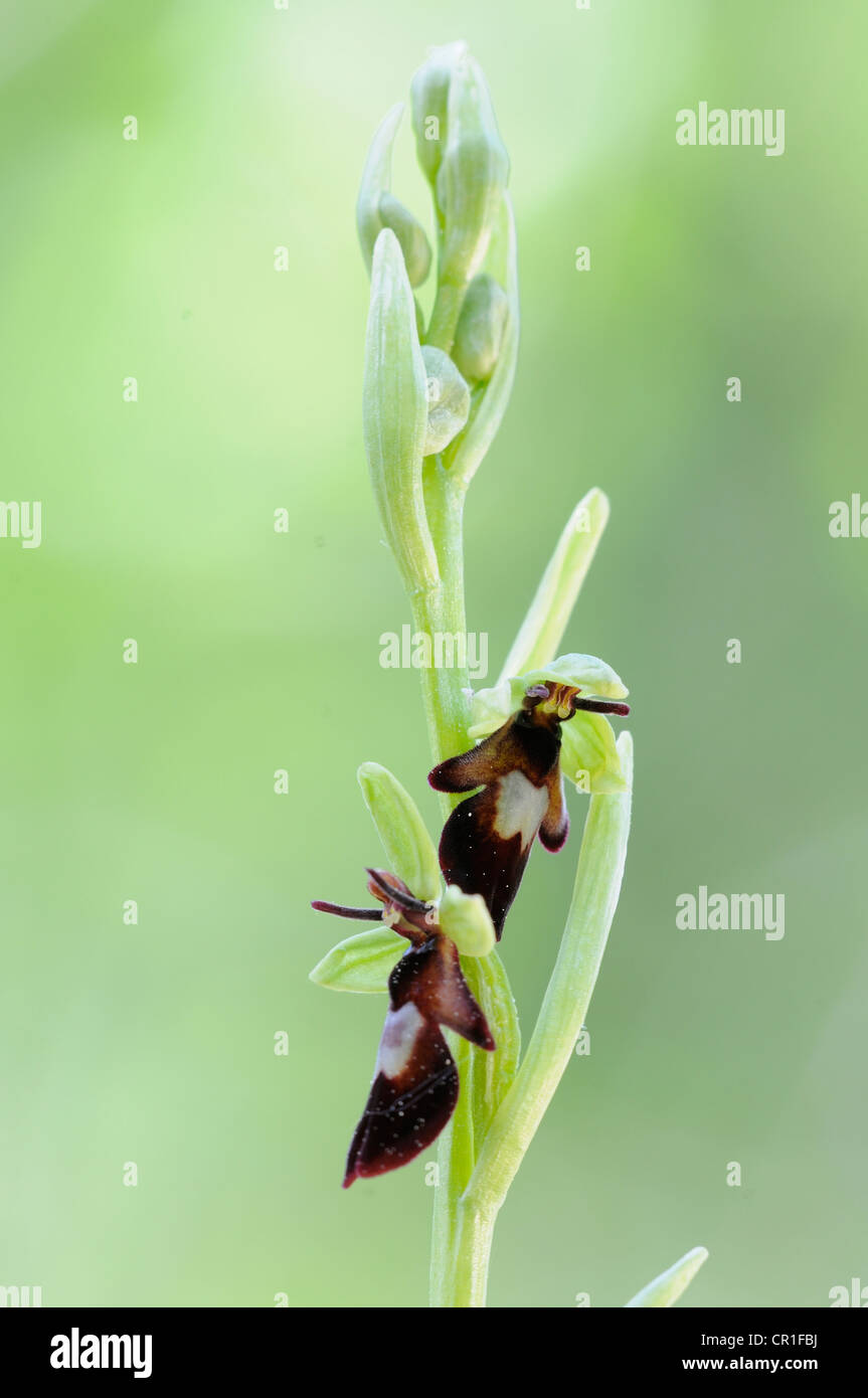 Fly Orchid (Ophrys insectifera Stock Photo - Alamy
