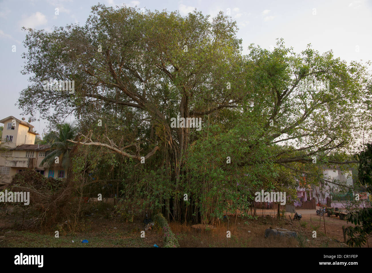 Banyan fig life epiphyte seeds hi-res stock photography and images - Alamy