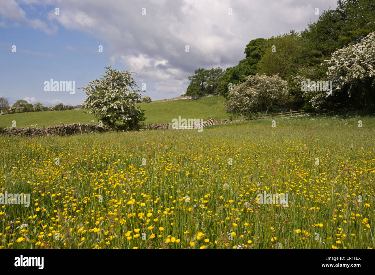 Spring flowers in a traditional hay meadow in the Yorkshire Dales ...