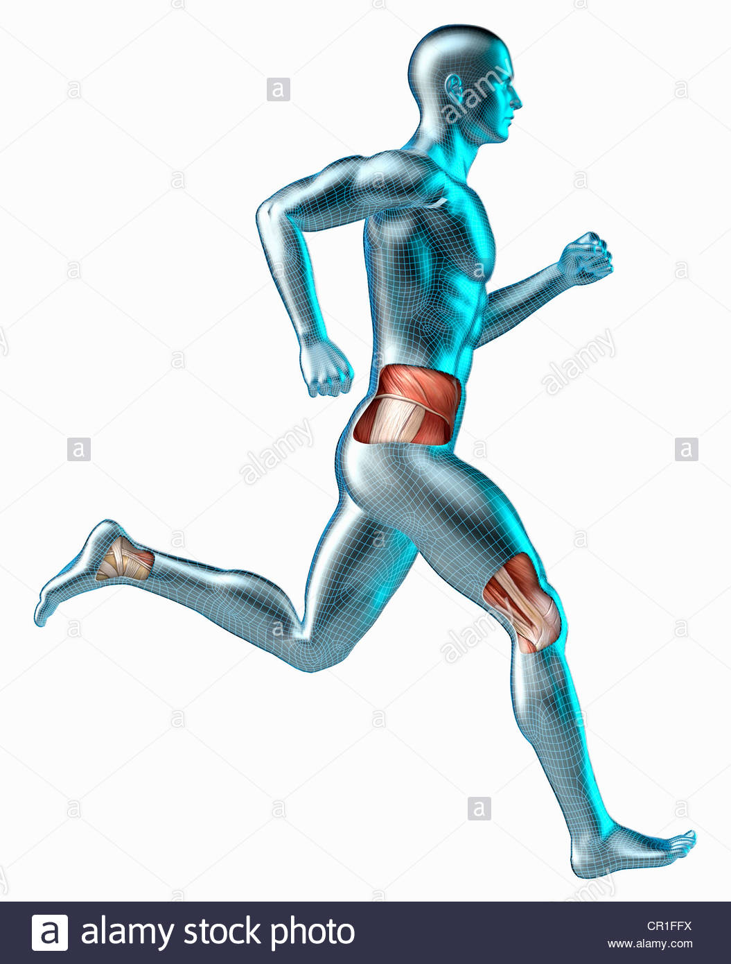 Anatomical Drawings Muscles Stock Photos & Anatomical Drawings Muscles ...