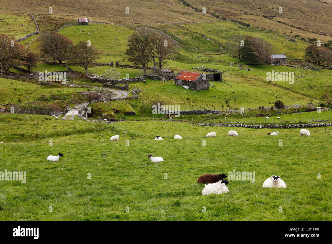 Ruminanti hi-res stock photography and images - Alamy