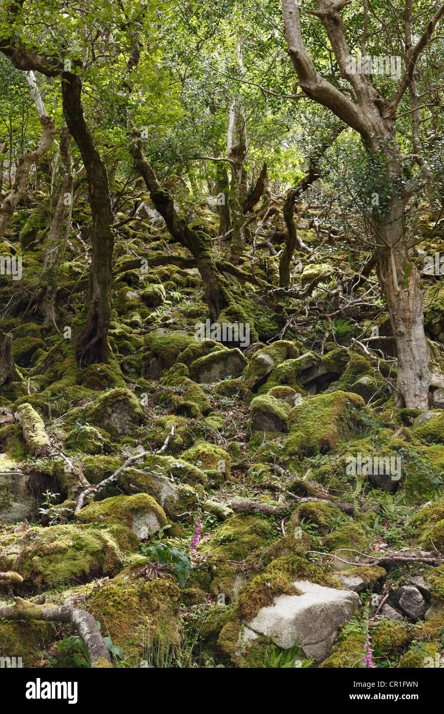 Deciduous forest in Glenveagh National Park, Derryveagh Mountains ...