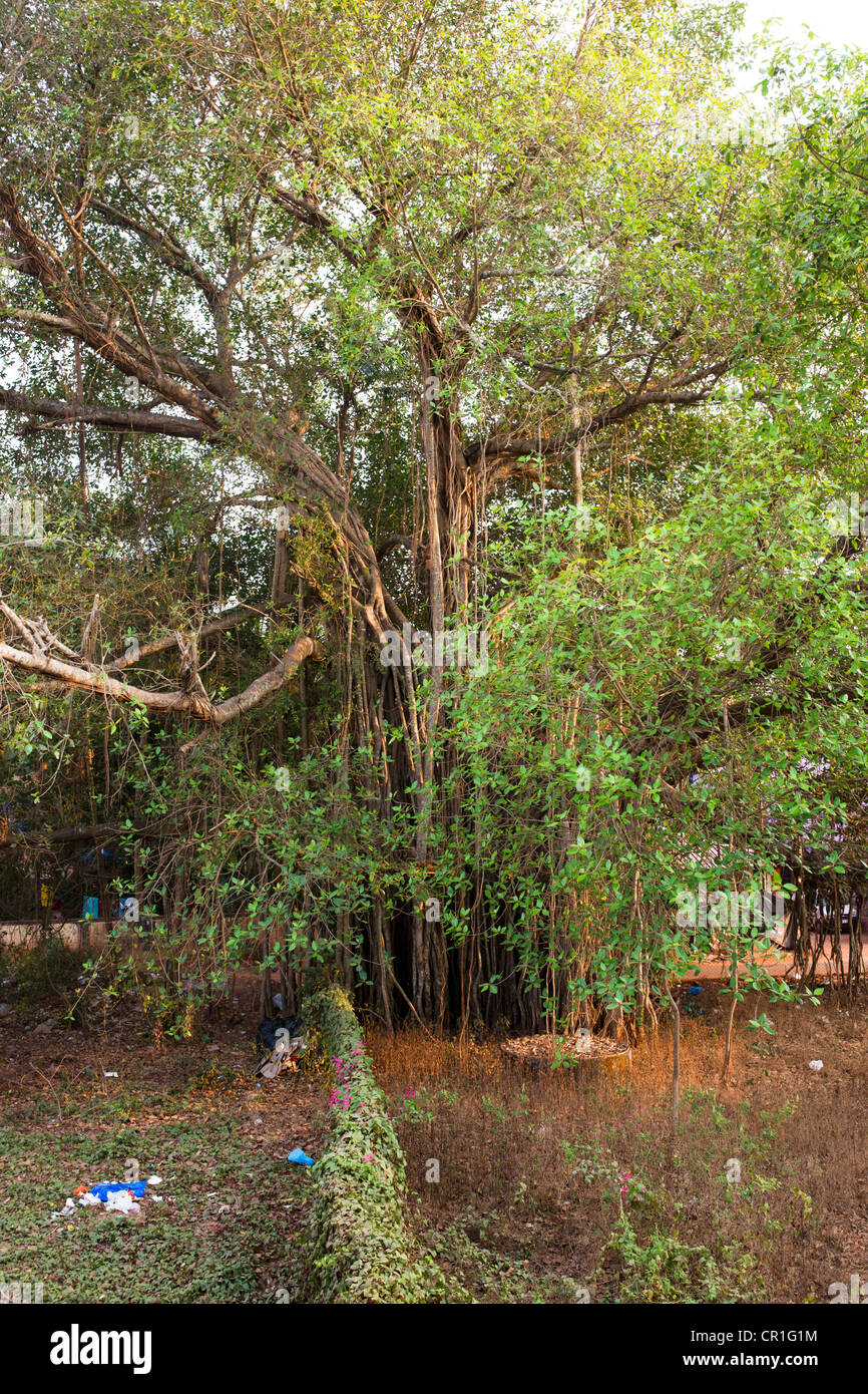 A banyan is a fig that starts its life as an epiphyte when its seeds ...