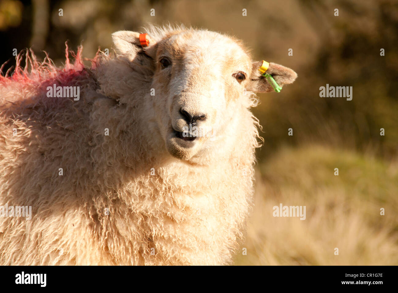 Smiling happy sheep Stock Photo - Alamy