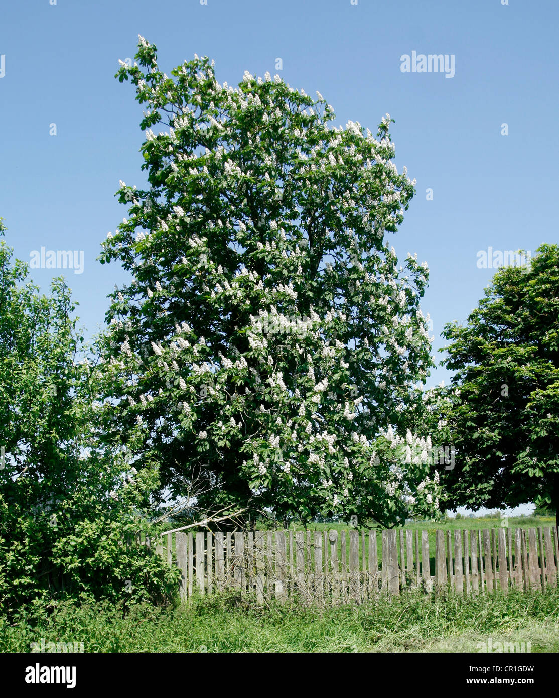 Chestnut tree bloom hi-res stock photography and images - Alamy