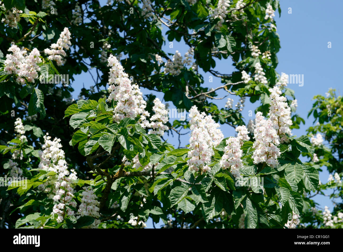 Chestnut tree bloom hi-res stock photography and images - Alamy