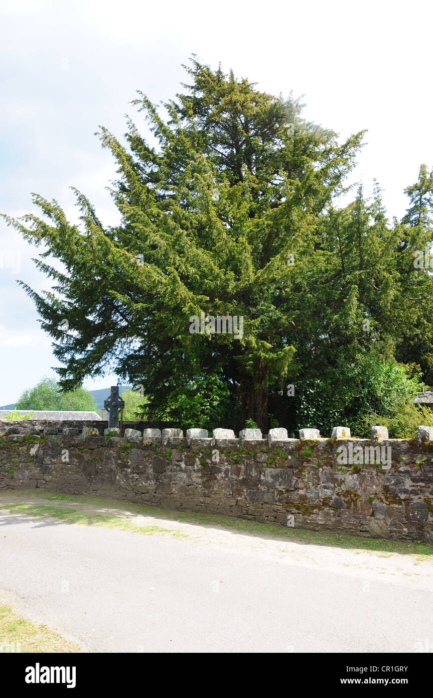The fortingall yew hi-res stock photography and images - Alamy