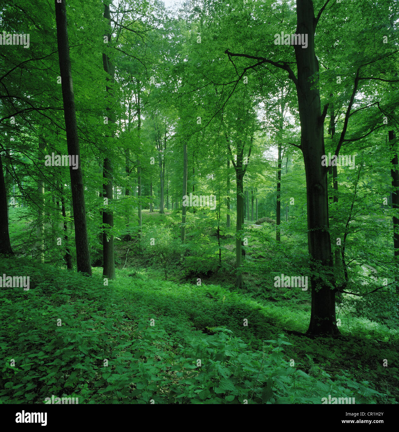 Leafy undergrowth in forest Stock Photo - Alamy