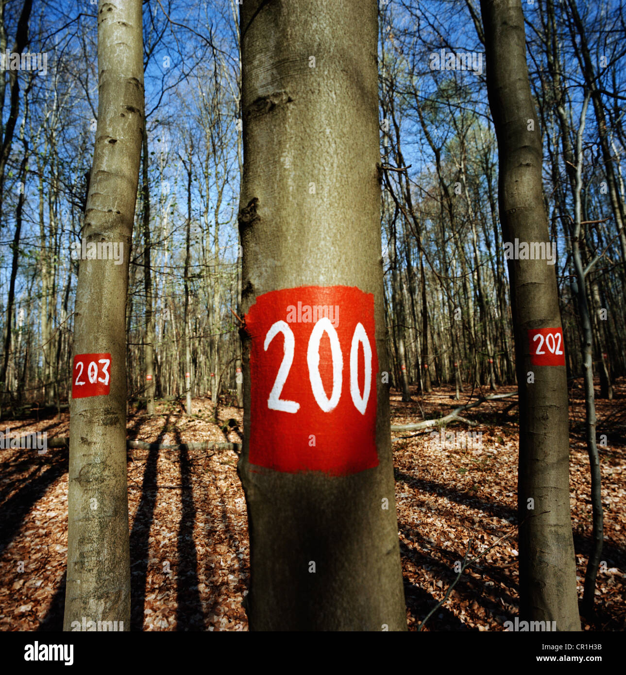 Trees Marking High Resolution Stock Photography and Images - Alamy