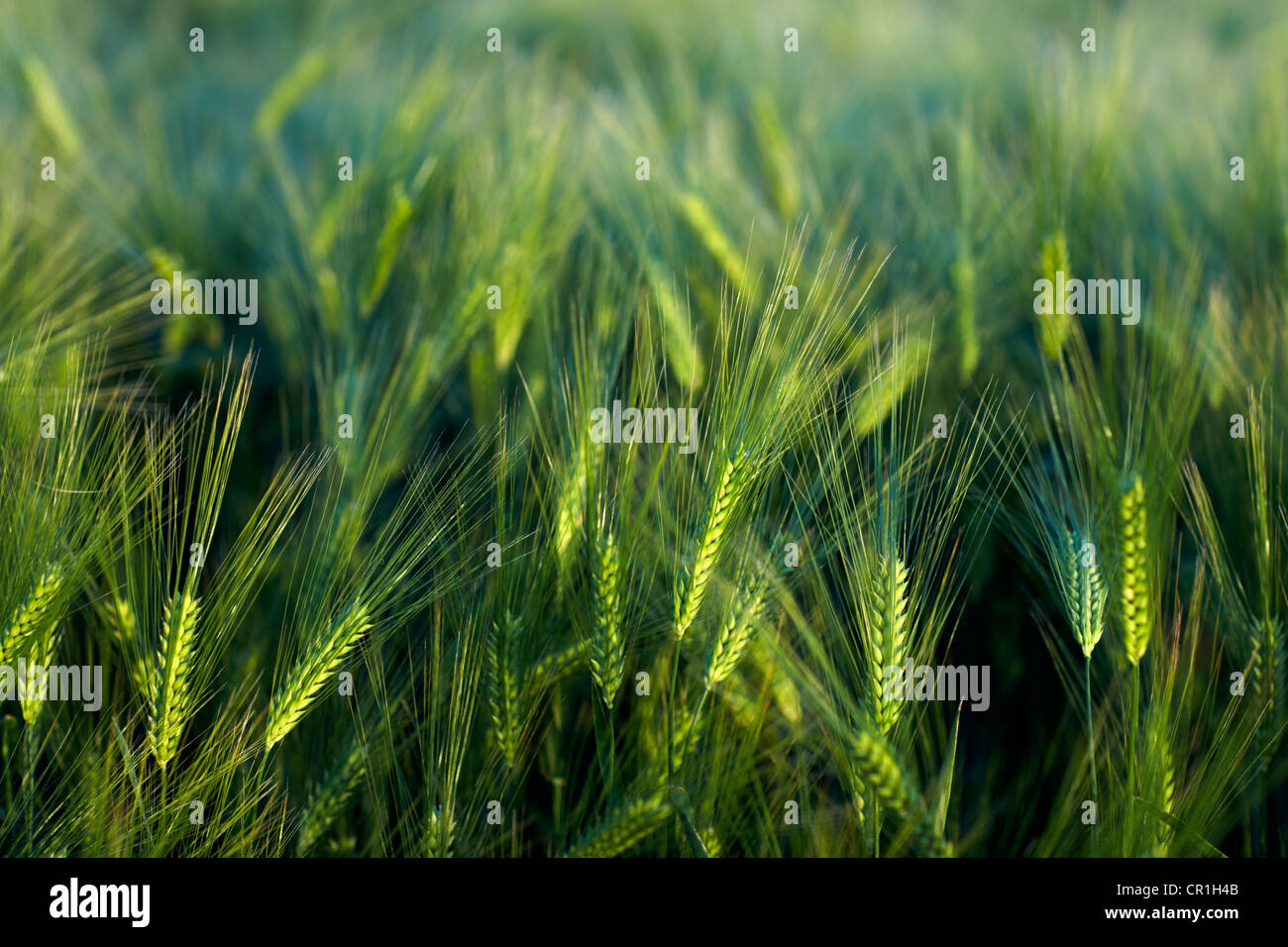 Field hi-res stock photography and images - Alamy