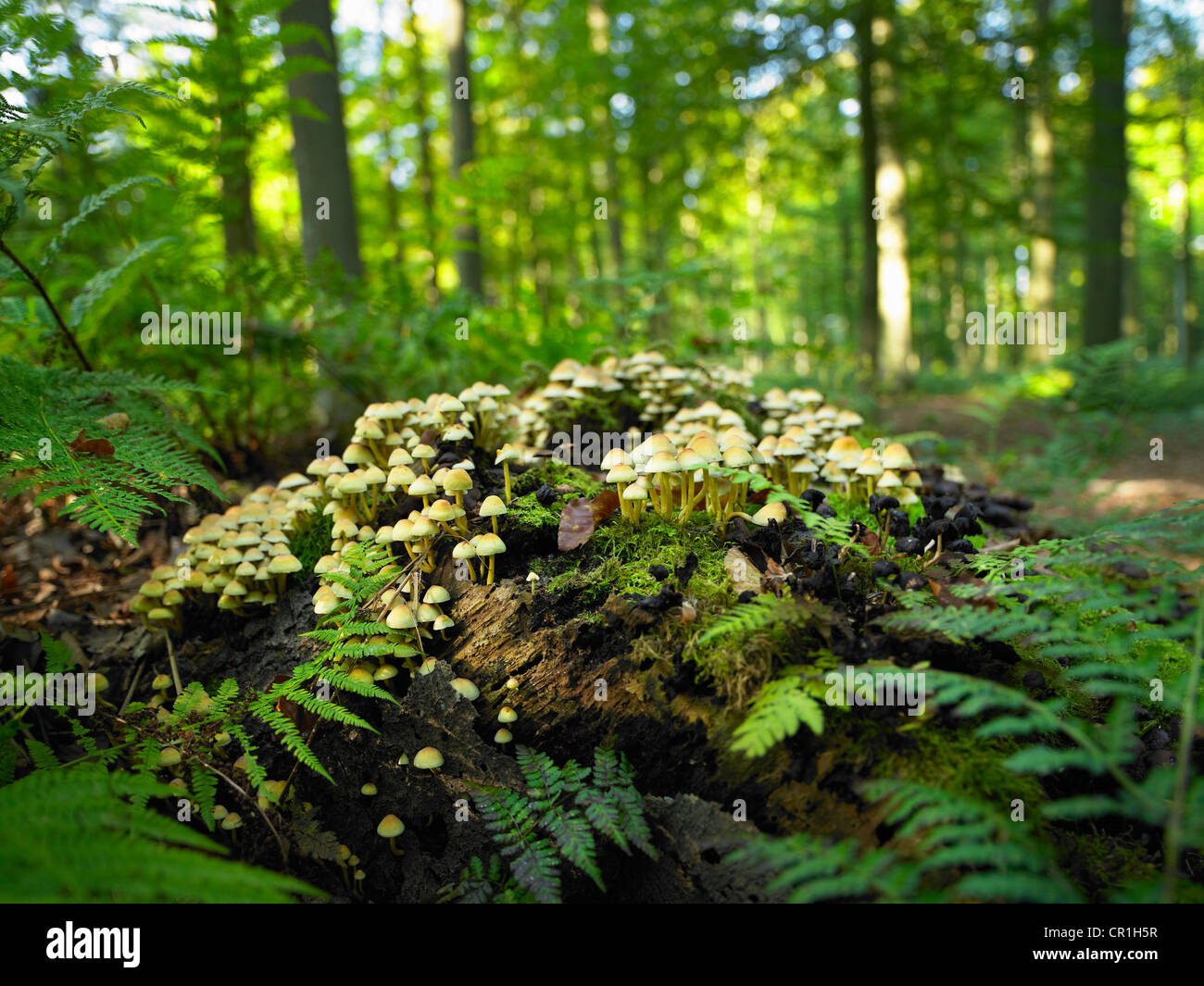 Mushrooms growing on log in forest Stock Photo - Alamy