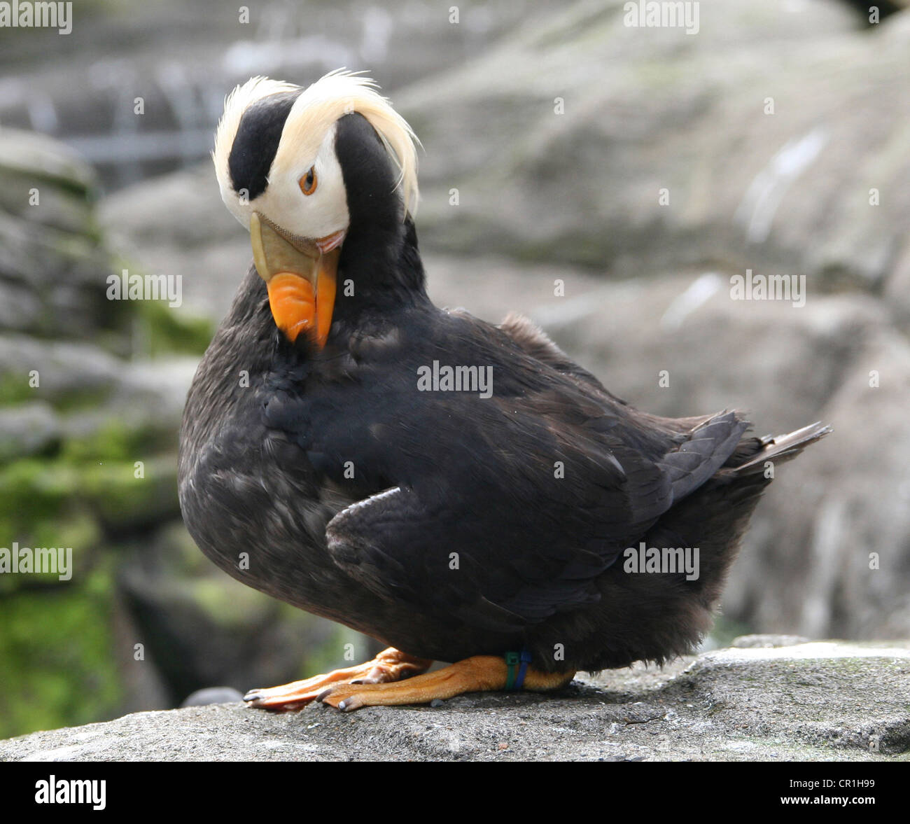 Tufted puffin, preening, [Lunda cirrhata], Aquarium, Newport, Oregon ...