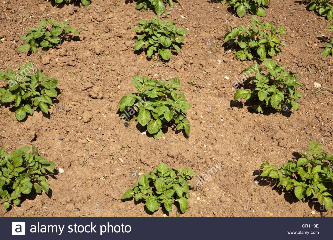 Rows Of Potato Plants High Resolution Stock Photography and Images - Alamy