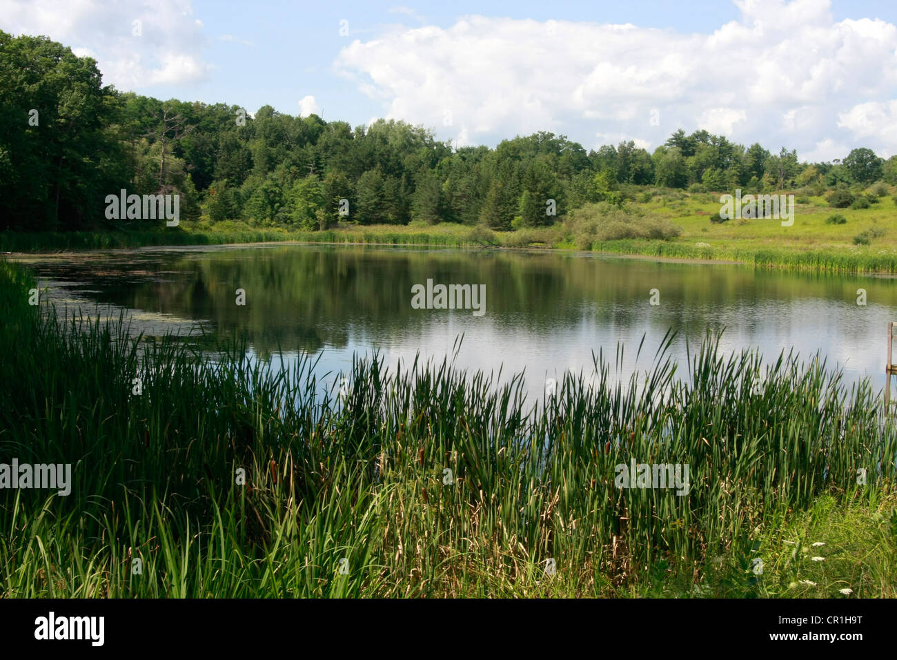 The pond at Spencer Crest Nature Centre in Corning, NY. Showing ...