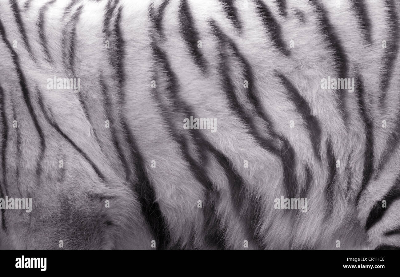 The image of fur of a white tiger Stock Photo - Alamy