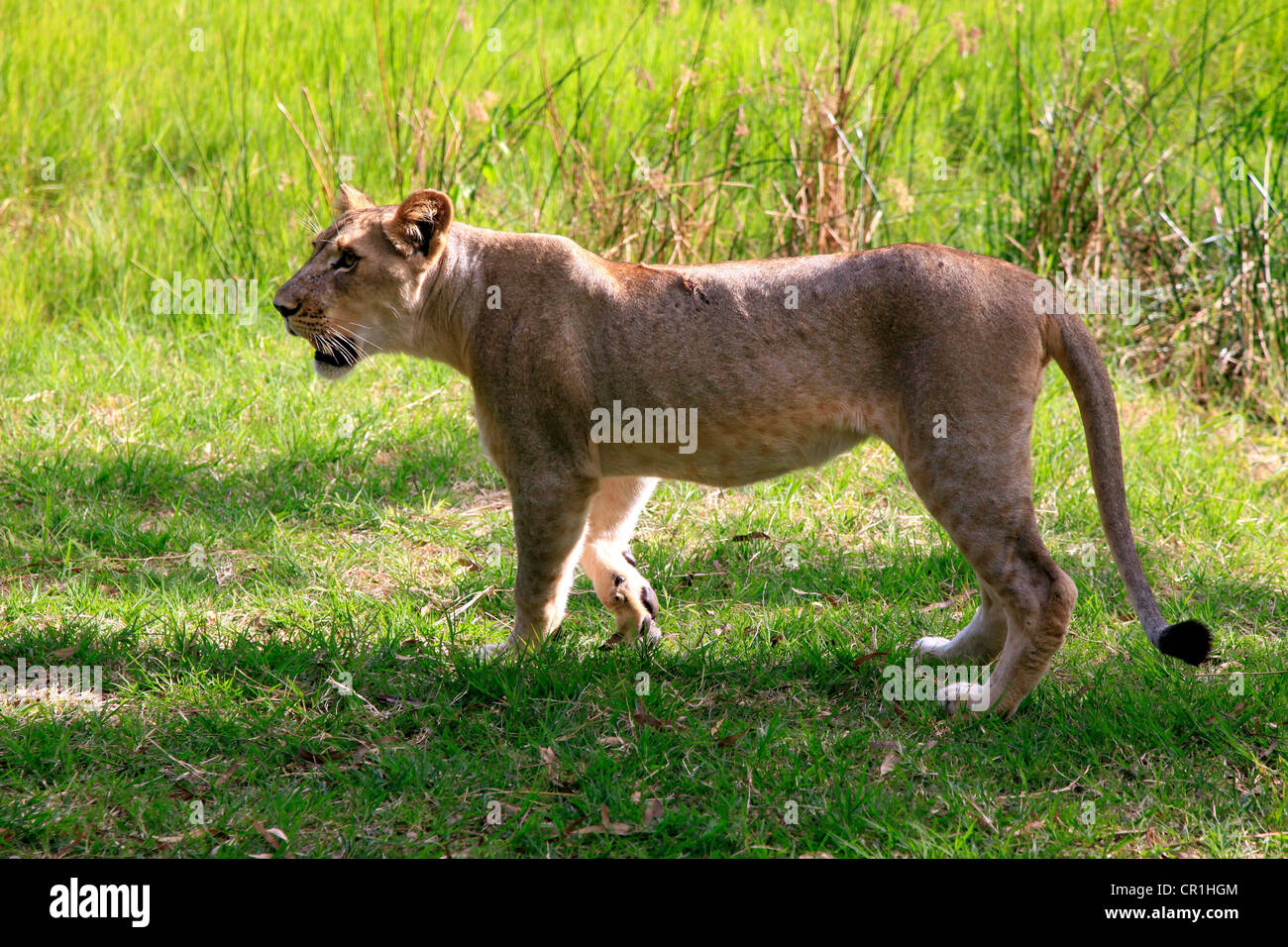 Young lion. Casela Natural Park "Walk with lions". Mauritius Stock ...