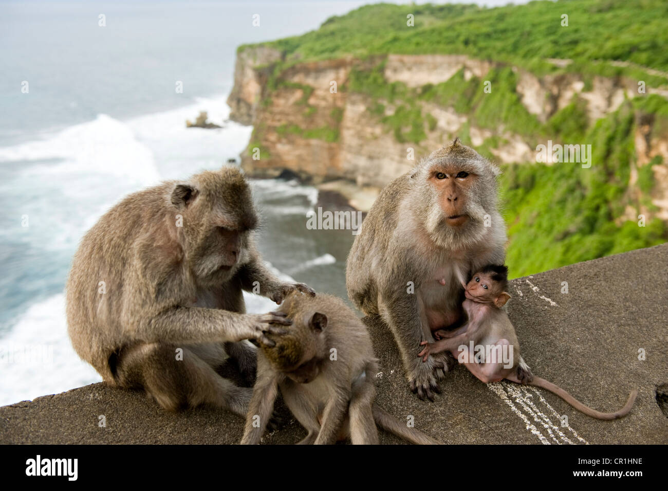 Indonesia, Bali, Uluwatu Temple, monkeys Stock Photo - Alamy
