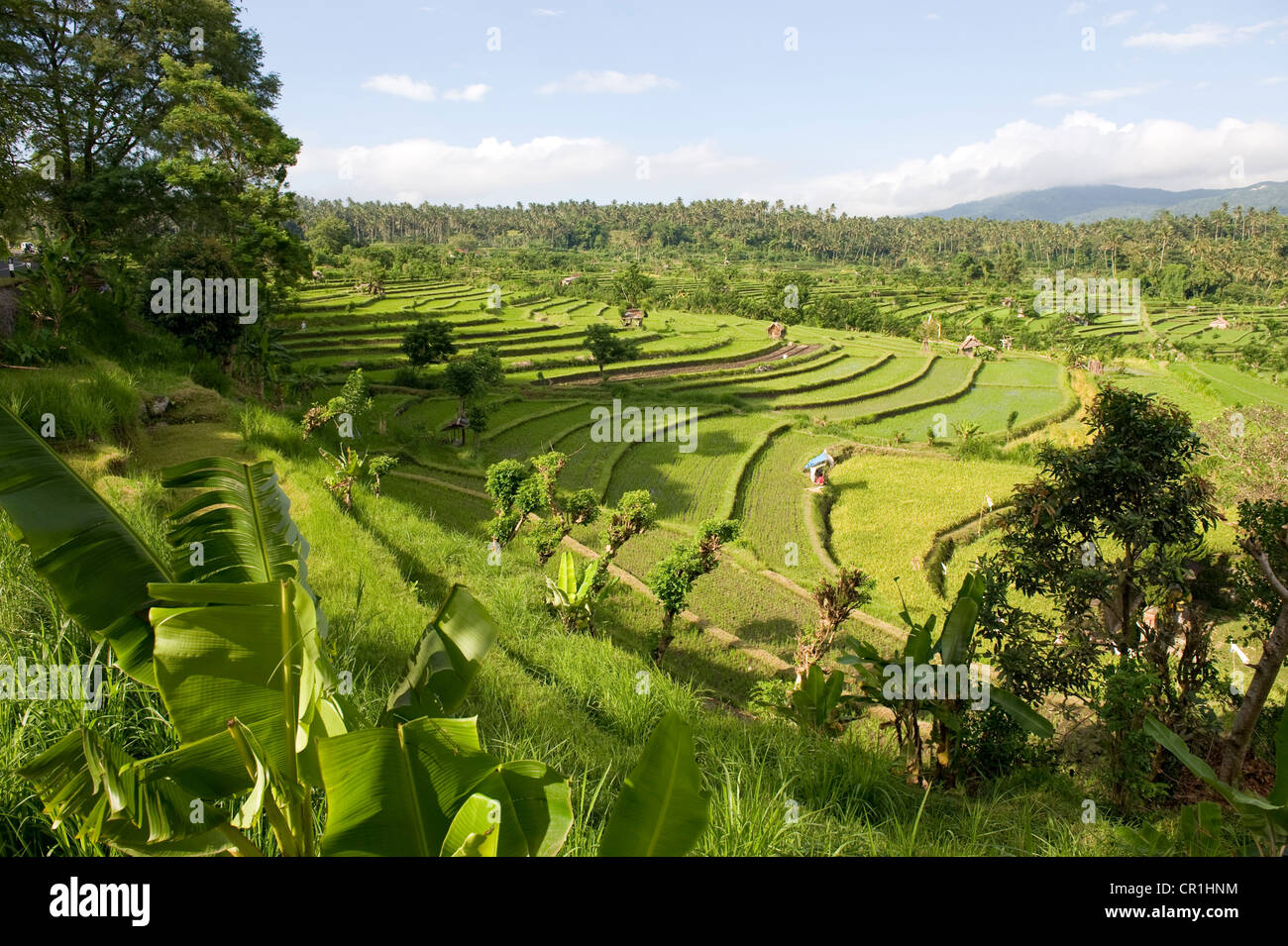 Indonesia, Bali, Subak irrigation system, UNESCO World Heritage, rice ...