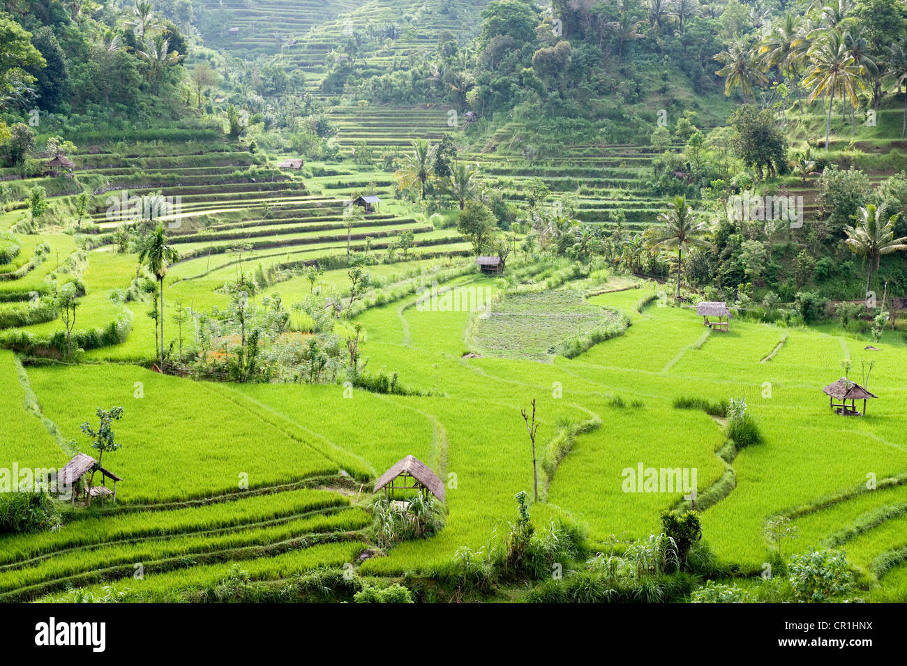 Indonesia, Bali, Subak irrigation system, UNESCO World Heritage, rice ...
