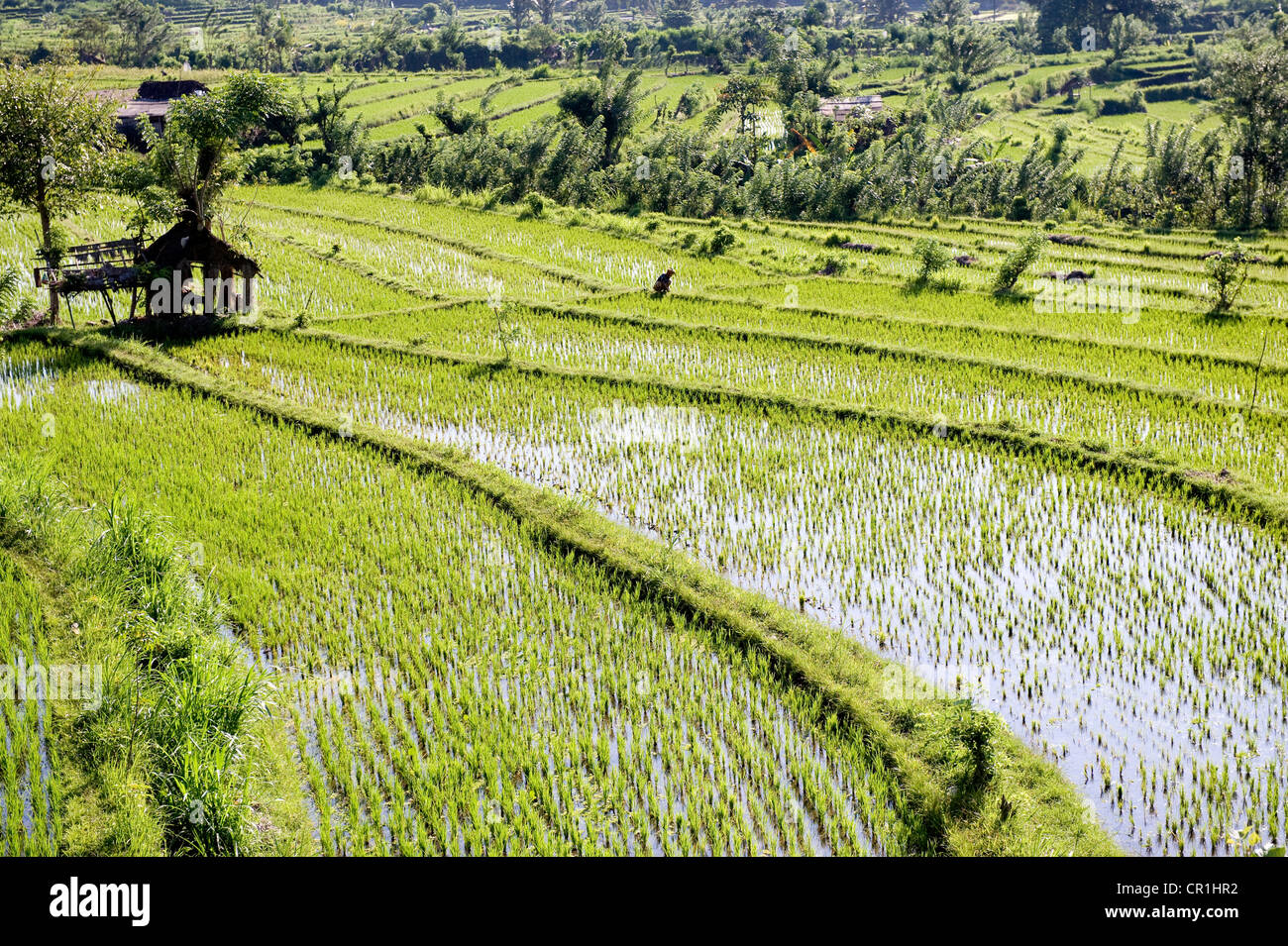 Indonesia, Bali, Subak irrigation system, UNESCO World Heritage, rice ...