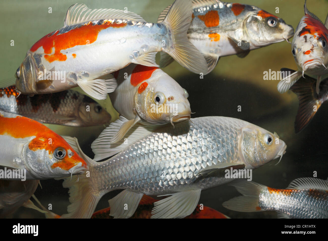 Koi, or Nishikigoi (Cyprinus carpio) in aquarium Stock Photo - Alamy