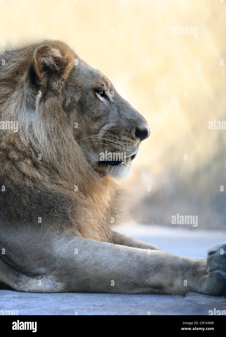 Portrait of a lion close-up. Bali a zoo Stock Photo - Alamy