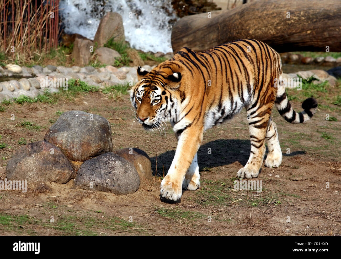 Siberian tiger showing teeth hi-res stock photography and images - Alamy