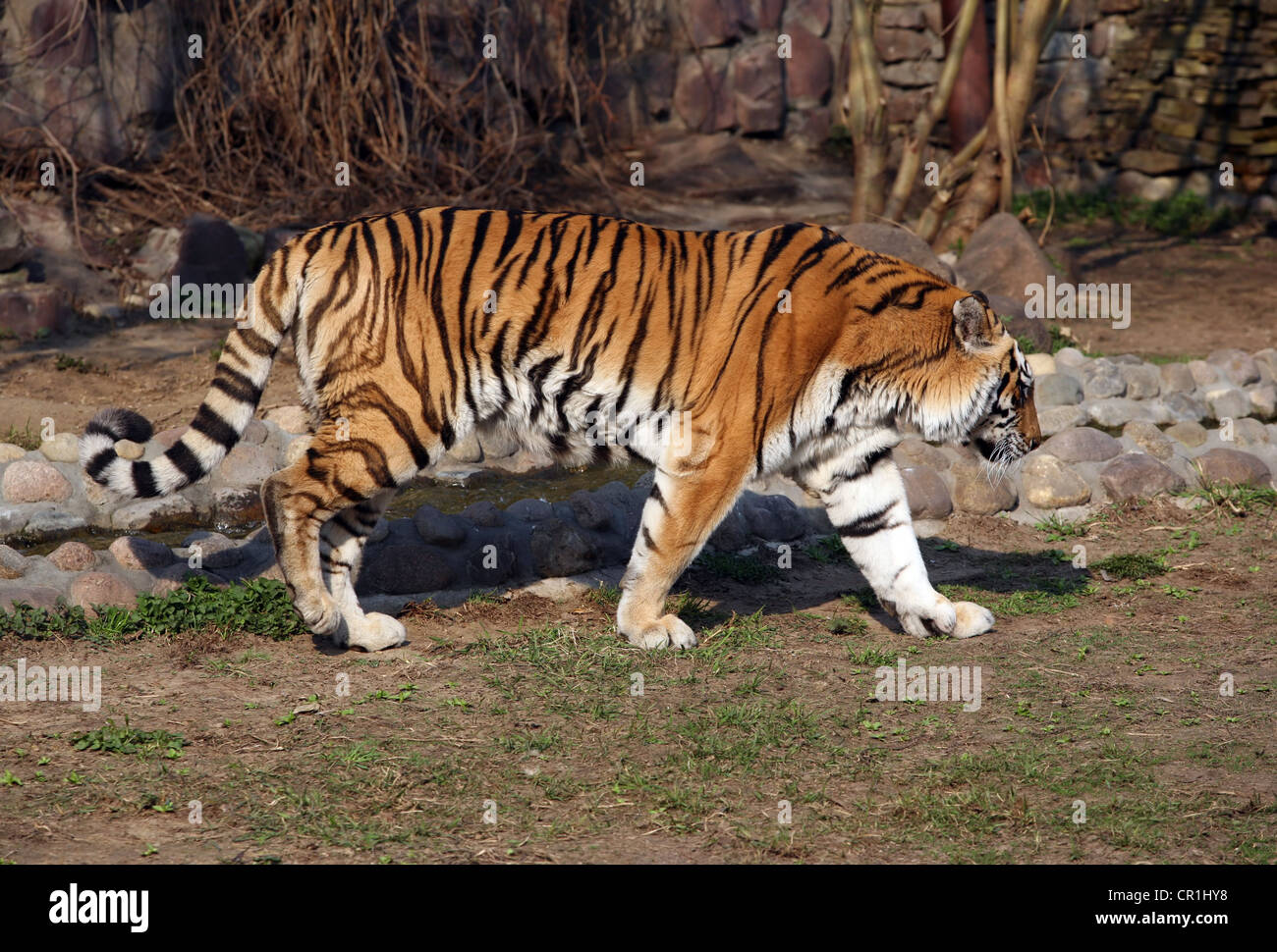 Tiger in Moscow zoo Stock Photo - Alamy