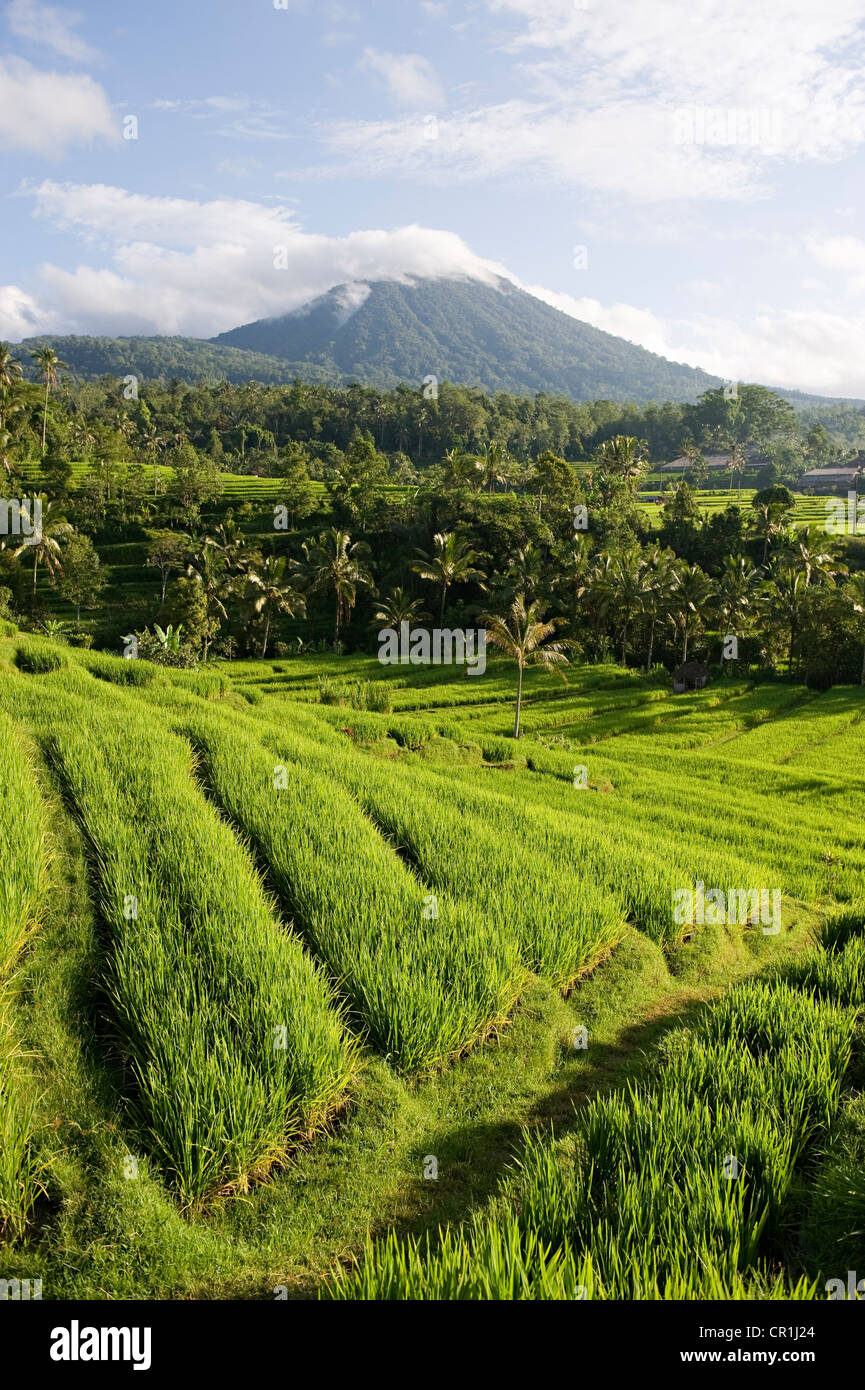 Indonesia, Bali, Subak irrigation system, UNESCO World Heritage, rice ...